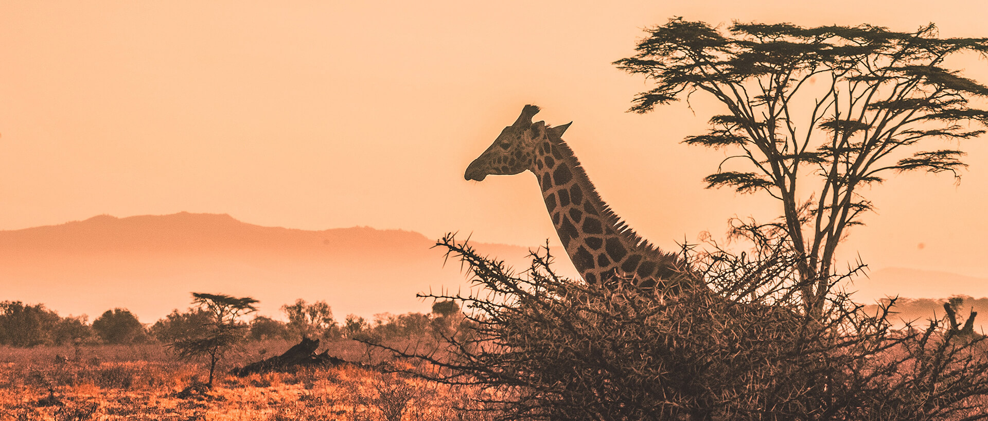 Neema | A company led by African talent for African businesses.